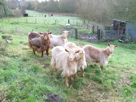 Herds – Royal Golden Guernsey Goat Society