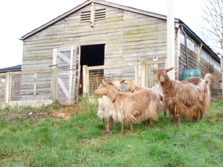 Herds – Royal Golden Guernsey Goat Society