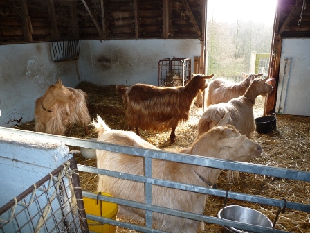 Herds – Royal Golden Guernsey Goat Society