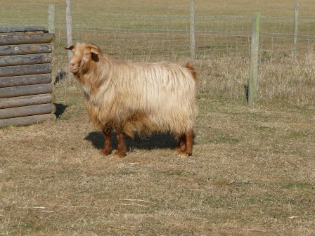Herds – Royal Golden Guernsey Goat Society