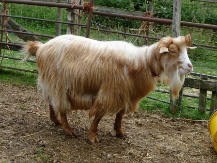 Herds – Royal Golden Guernsey Goat Society