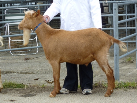 Herds – Royal Golden Guernsey Goat Society