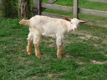 Herds – Royal Golden Guernsey Goat Society