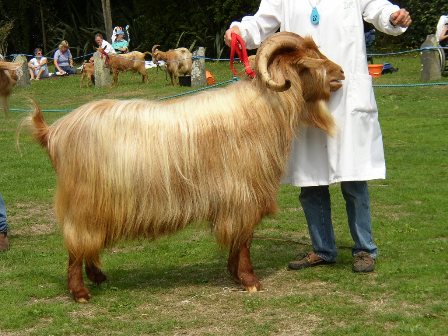 Herds – Royal Golden Guernsey Goat Society