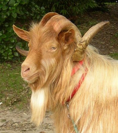 Herds – Royal Golden Guernsey Goat Society