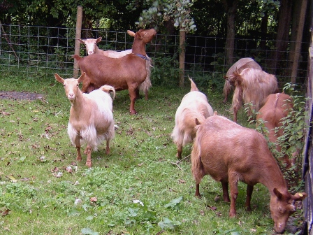 Herds – Royal Golden Guernsey Goat Society