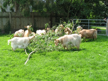 Herds – Royal Golden Guernsey Goat Society