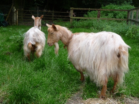 Herds – Royal Golden Guernsey Goat Society