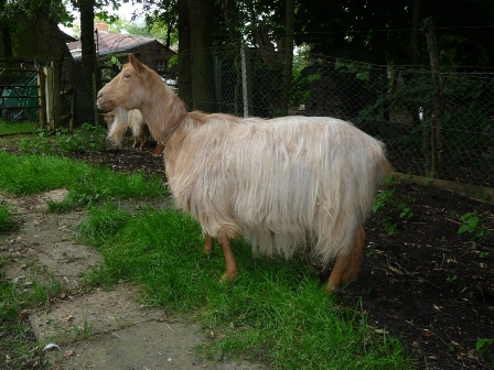 Herds – Royal Golden Guernsey Goat Society