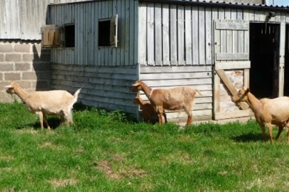 Herds – Royal Golden Guernsey Goat Society