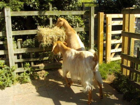 Herds – Royal Golden Guernsey Goat Society