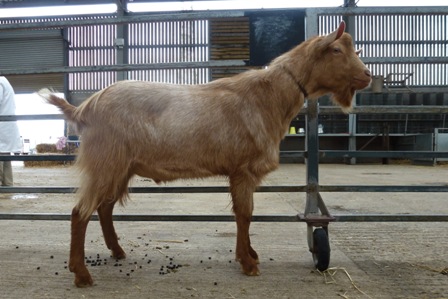 Herds – Royal Golden Guernsey Goat Society