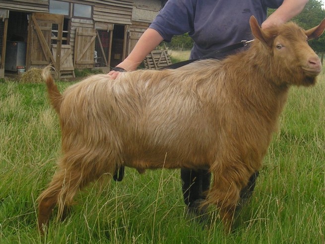 Herds – Royal Golden Guernsey Goat Society