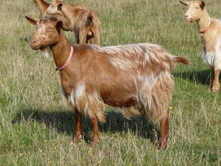 Herds – Royal Golden Guernsey Goat Society