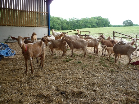 Herds – Royal Golden Guernsey Goat Society