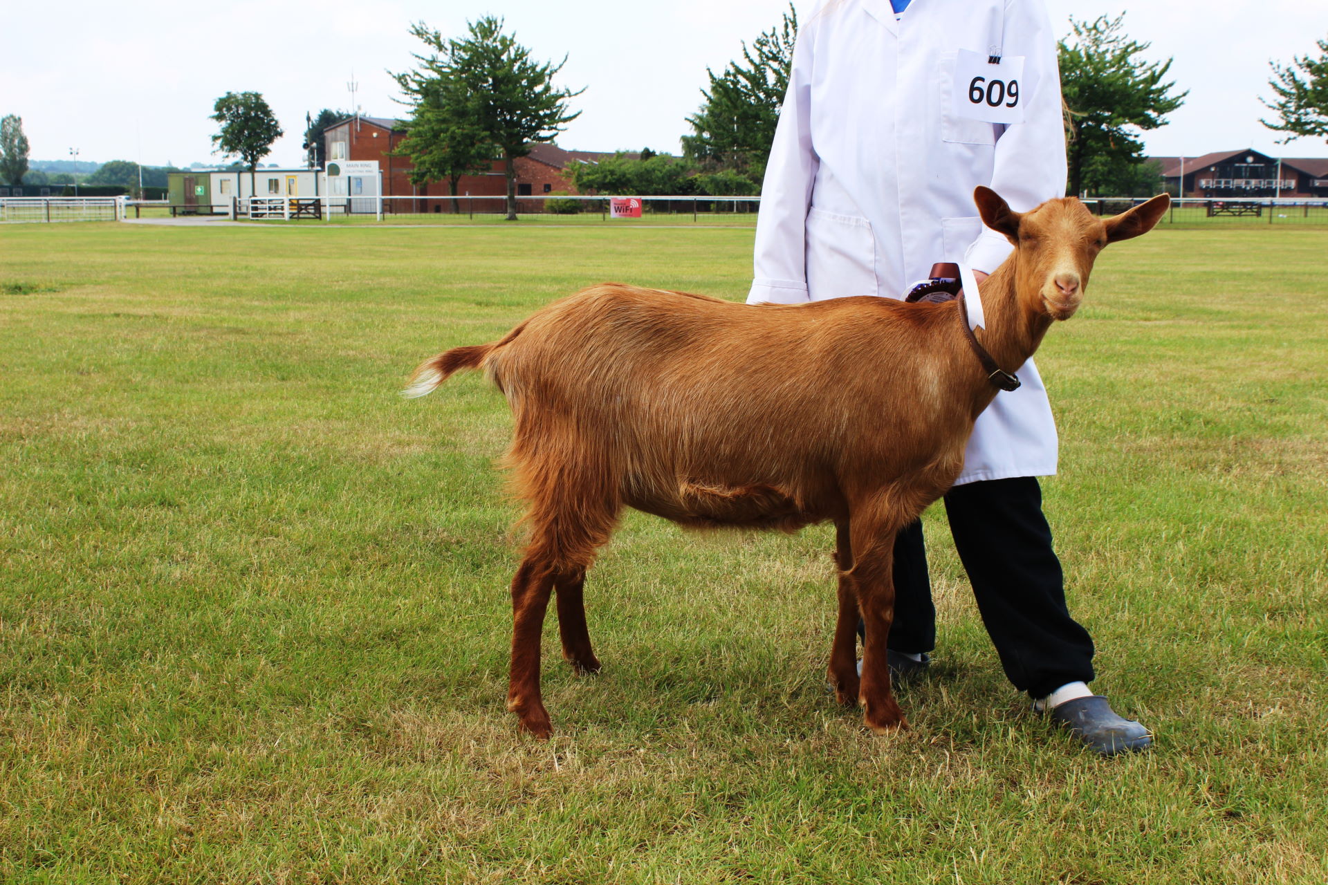 Gallery – Royal Golden Guernsey Goat Society