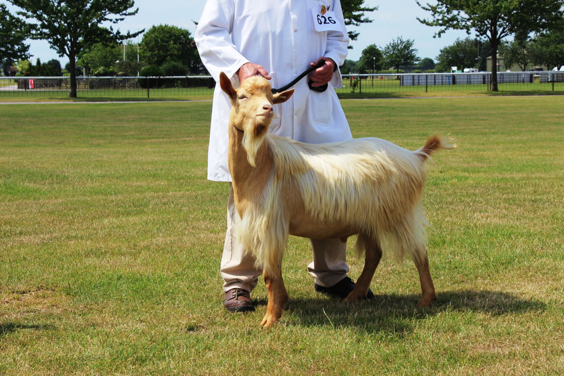 Gallery – Royal Golden Guernsey Goat Society