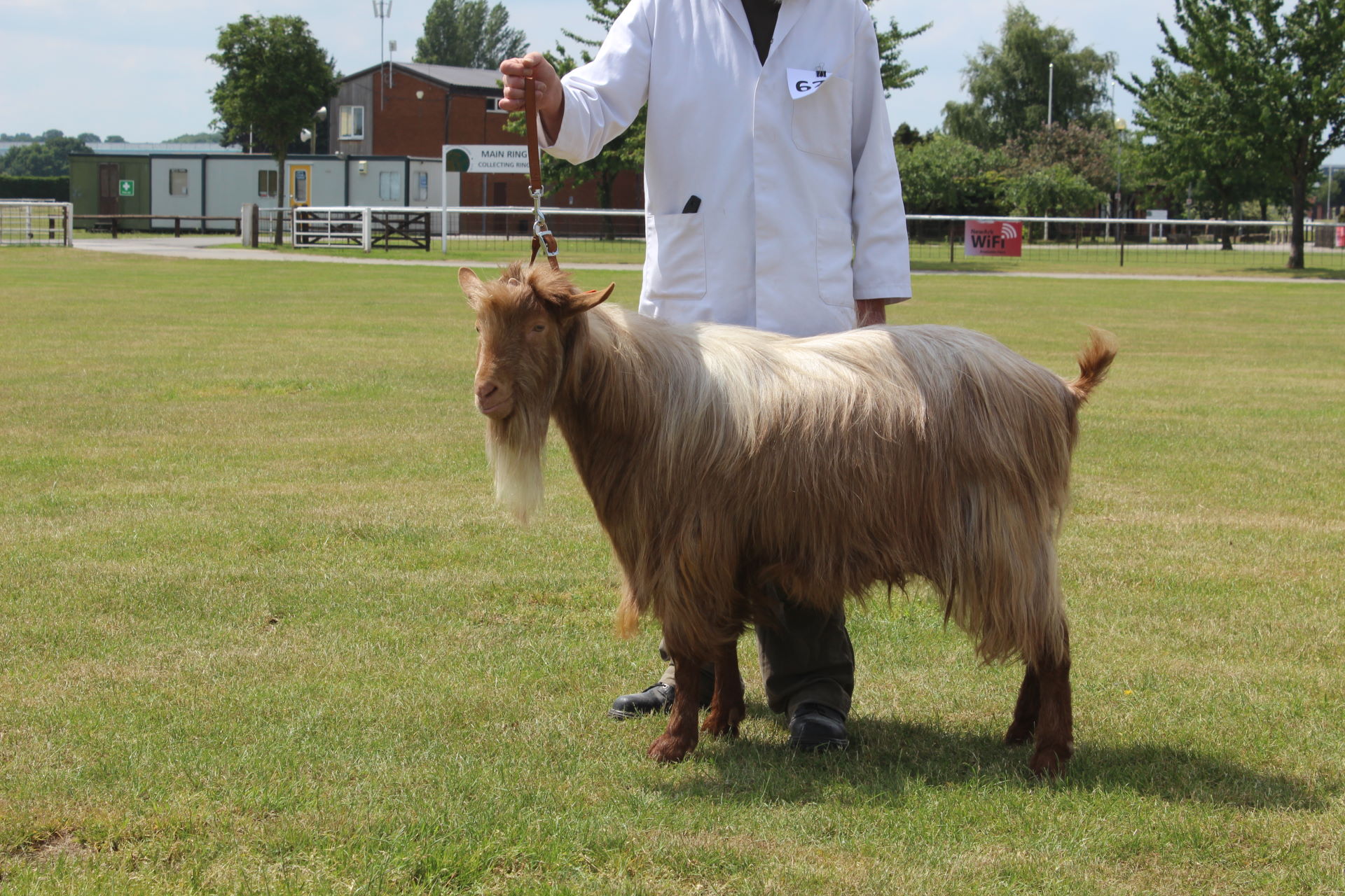 Gallery – Royal Golden Guernsey Goat Society