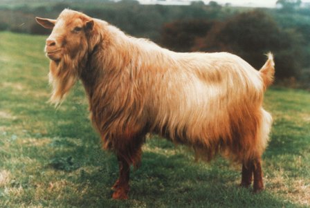 Archive Photos – Royal Golden Guernsey Goat Society